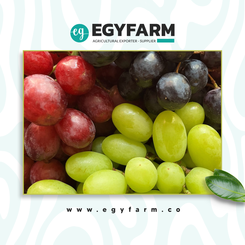 Grapes - EGY FARM
