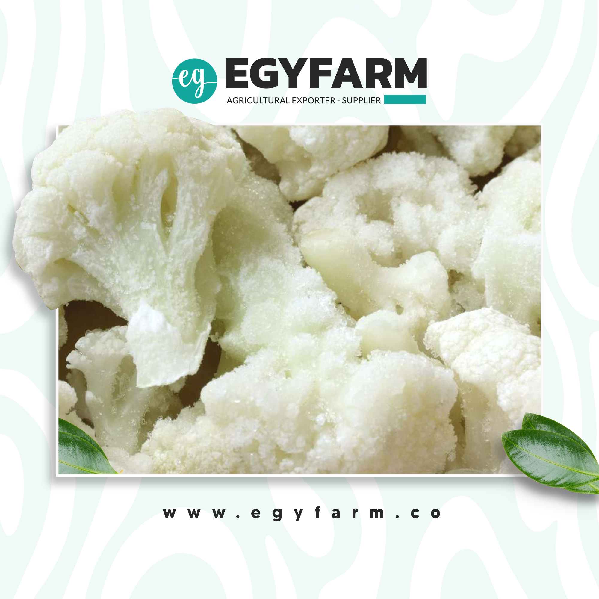 Cauliflower - EGY FARM