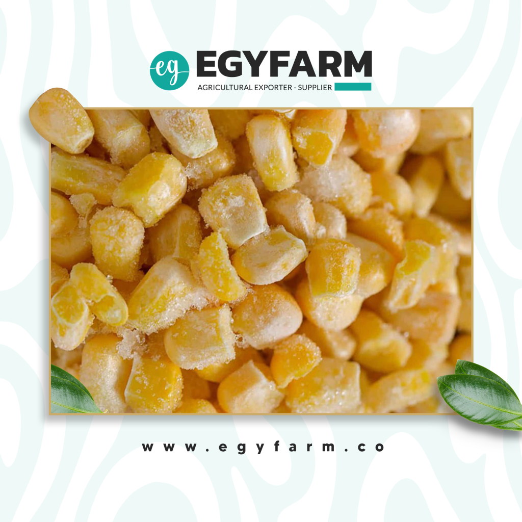 Sweet Corn - EGY FARM