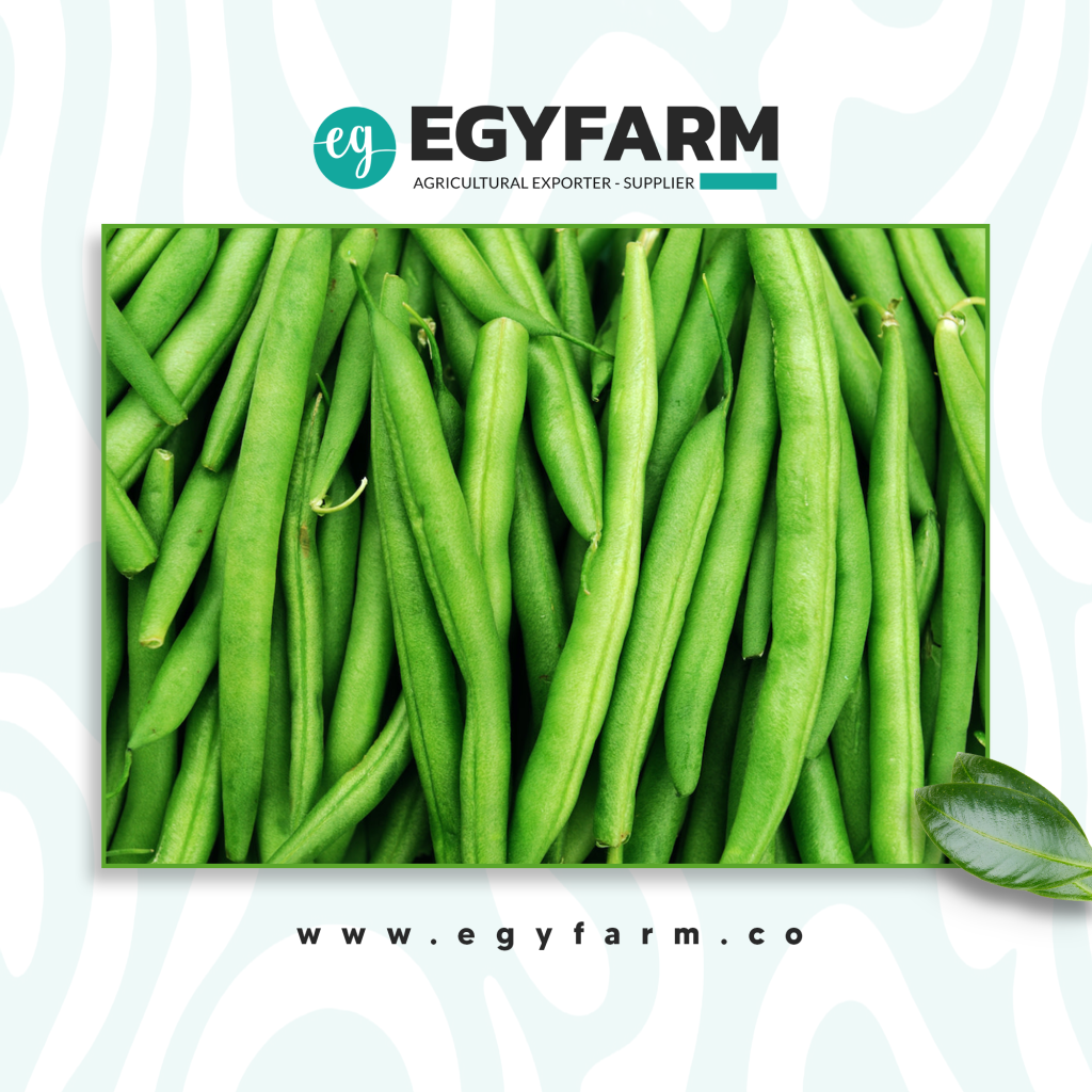 Green Beans - EGY FARM