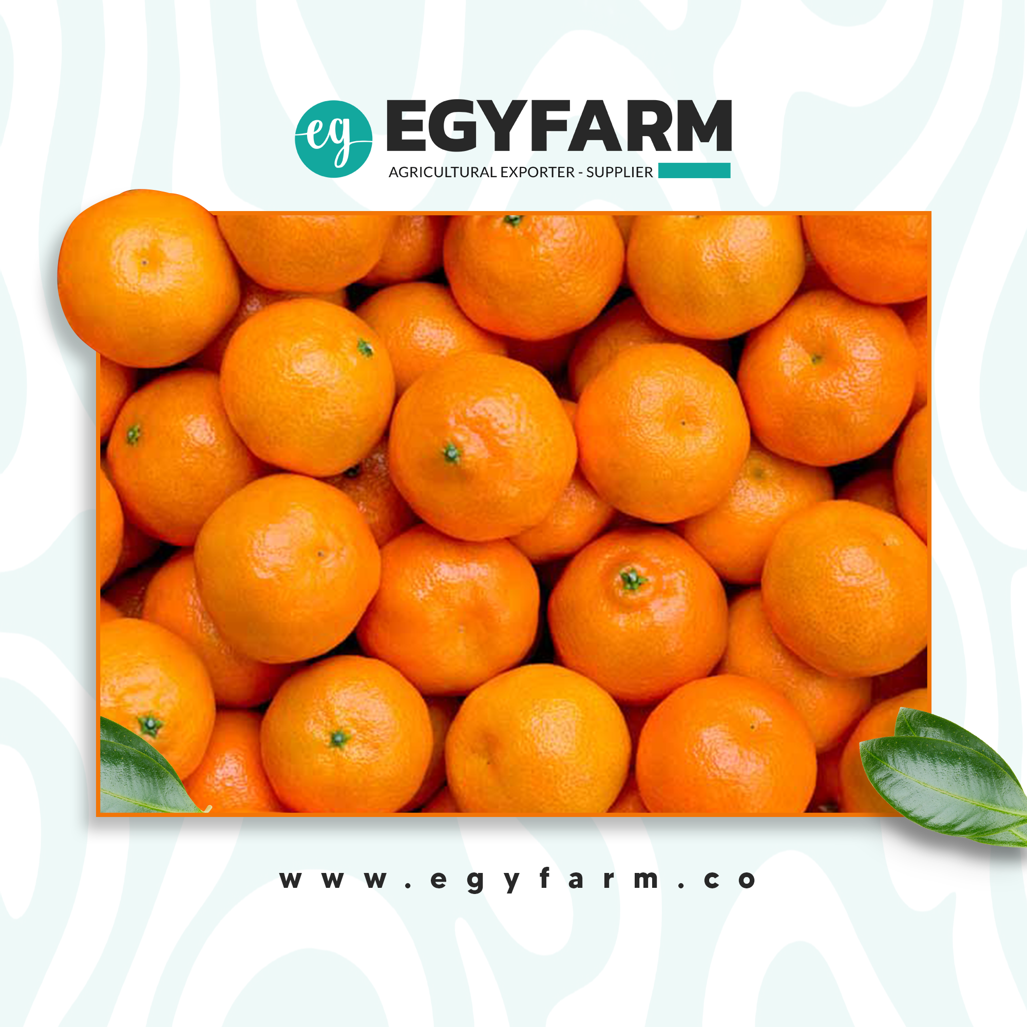 Mandarin - EGY FARM