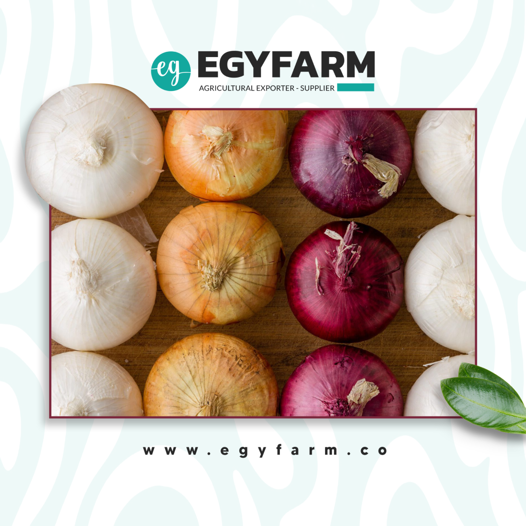 Onion - EGY FARM