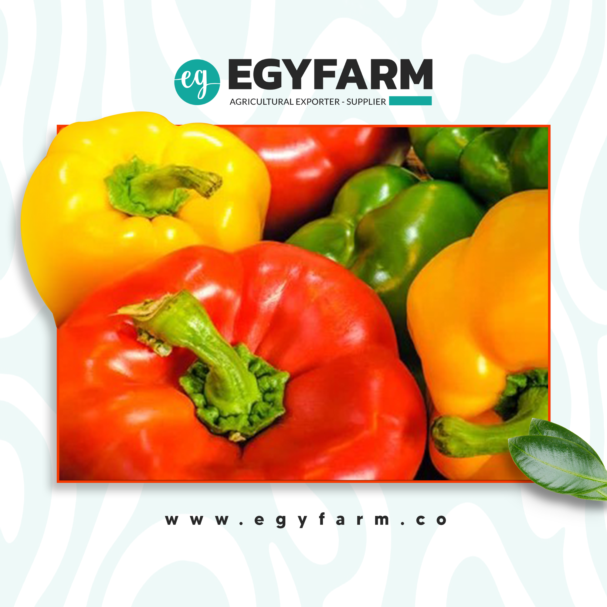 Pepper - EGY FARM