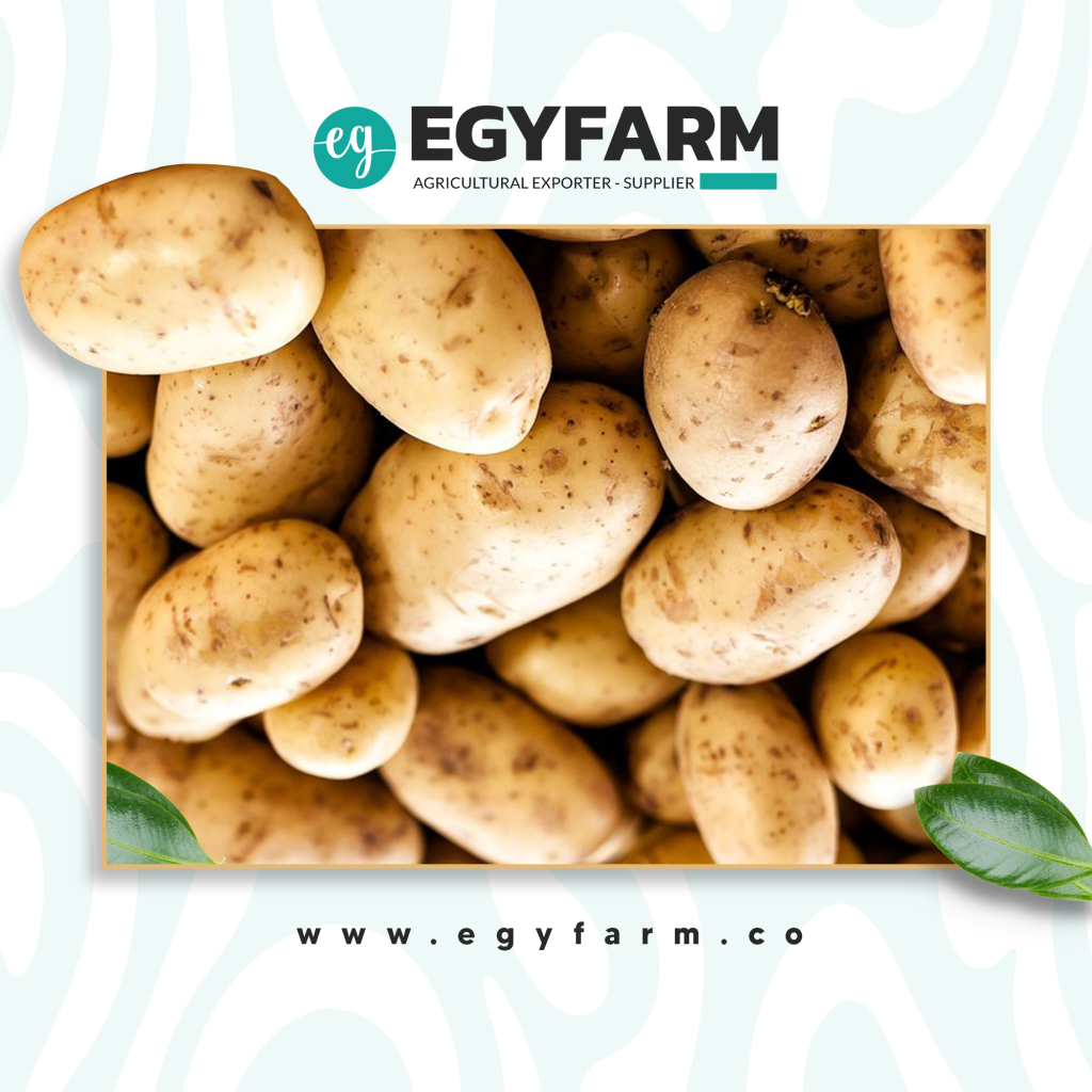 Potatoes - EGY FARM