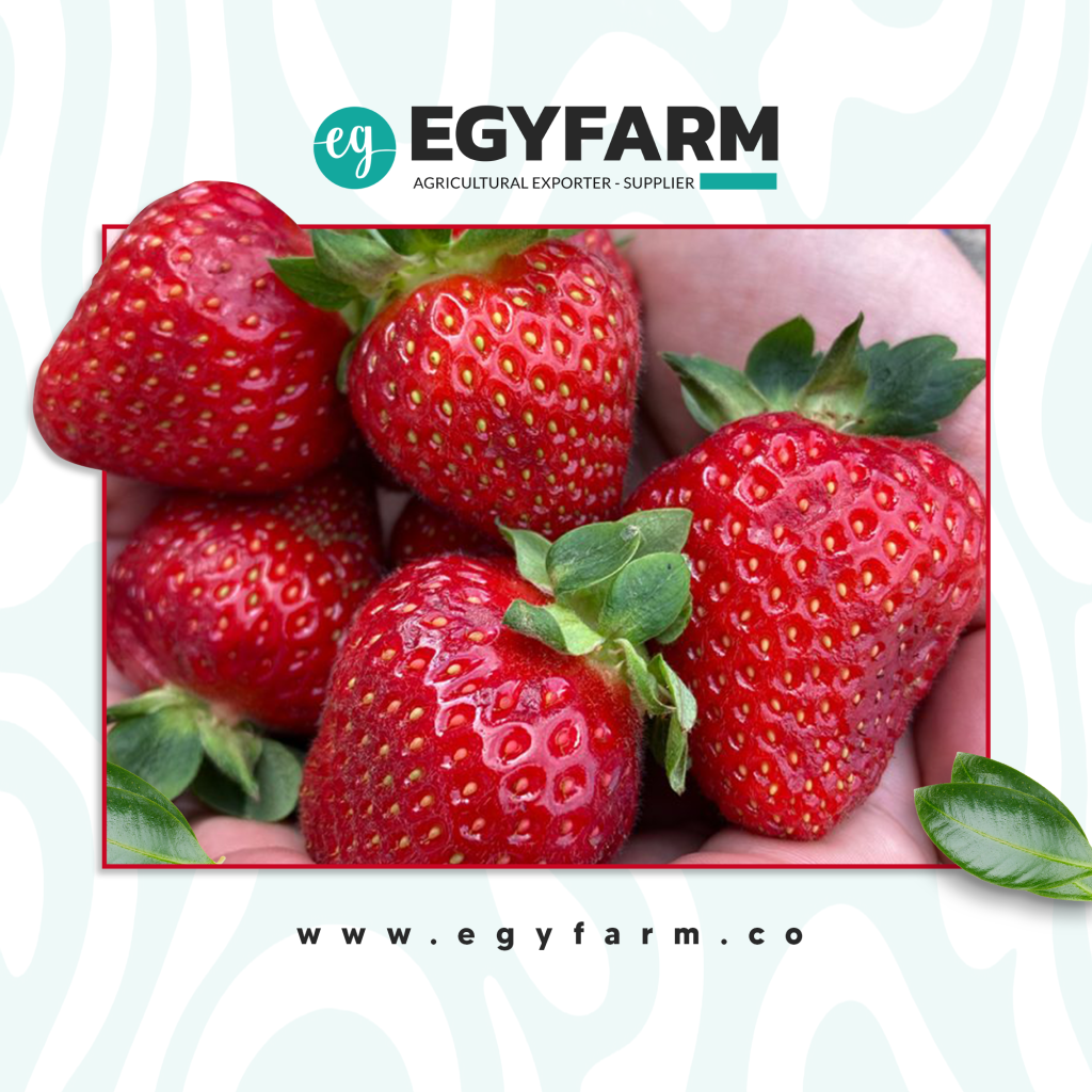 Strawberry - EGY FARM