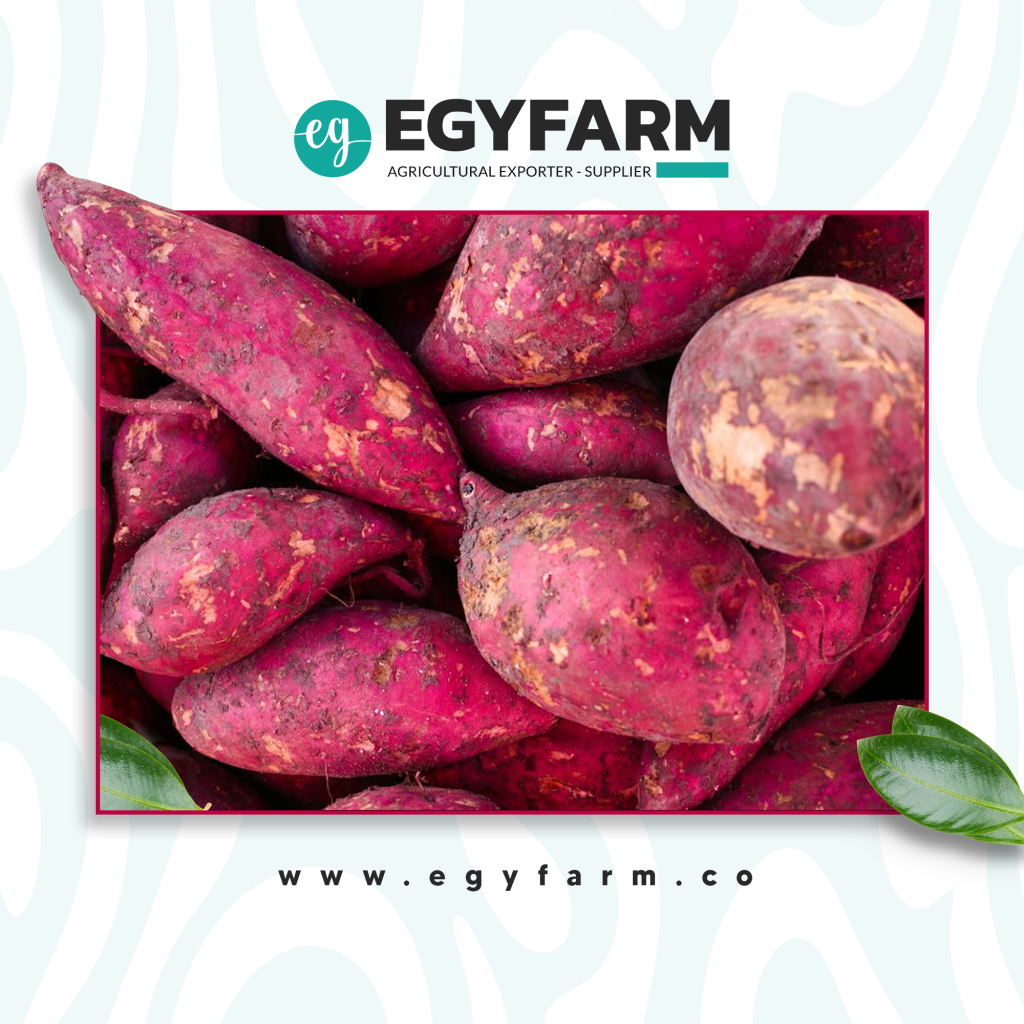 Sweet Potatoes - EGY FARM