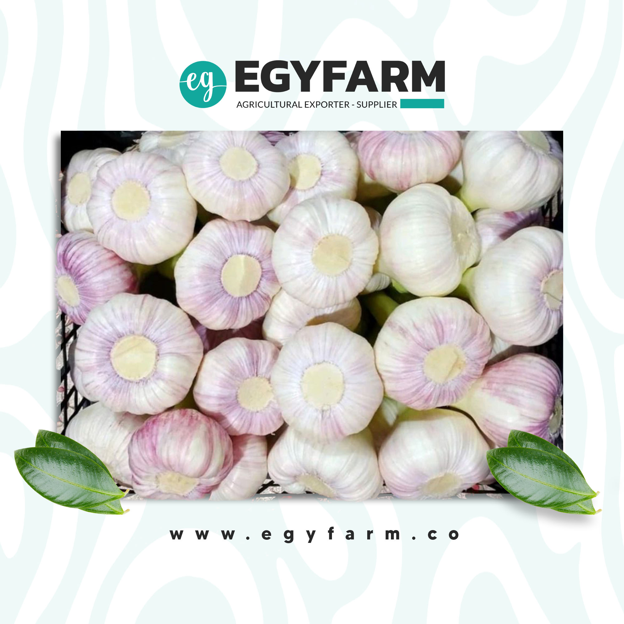 Egyptian Garlic Exports on the Rise: Strong Demand and Market Expansion - EGY FARM